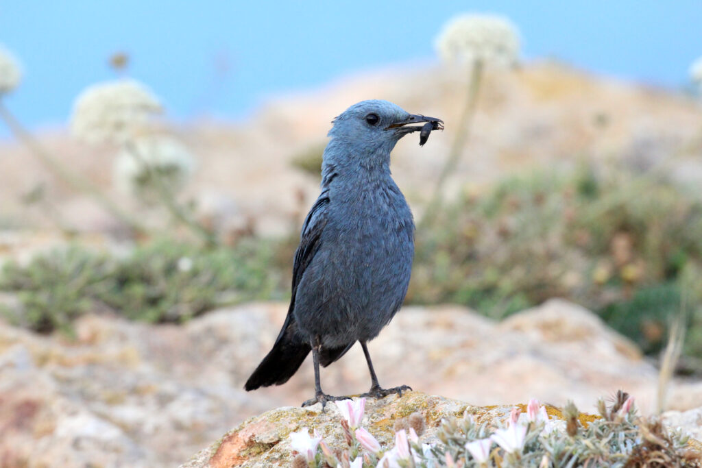 A peek into the life of a national treasure – il-merill - Times²