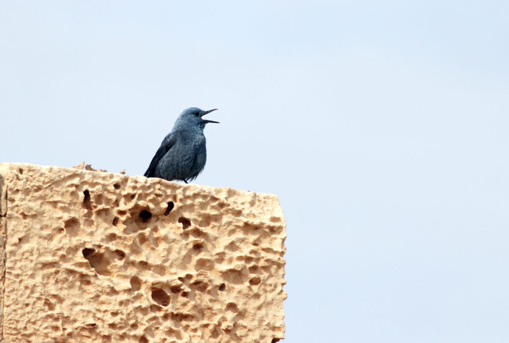 A peek into the life of a national treasure – il-merill - Times²