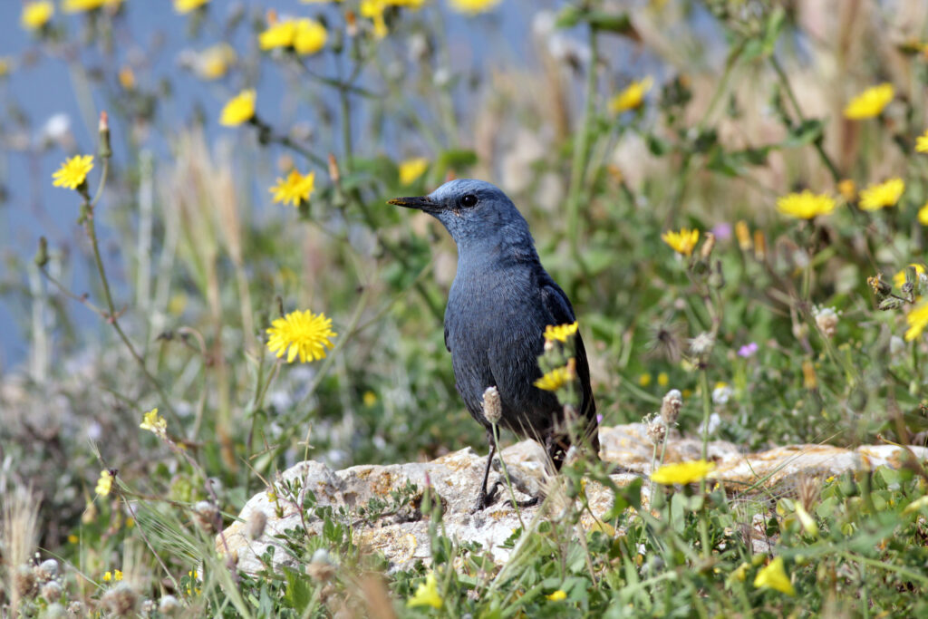 A peek into the life of a national treasure – il-merill - Times²