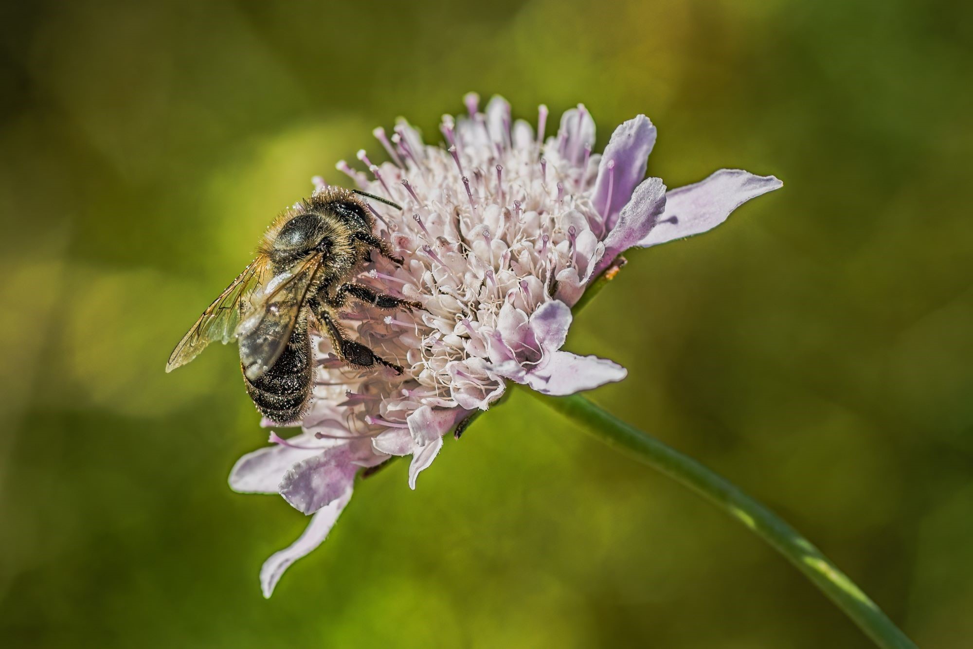 Join the buzz to make the Maltese honey bee Malta’s national insect ...