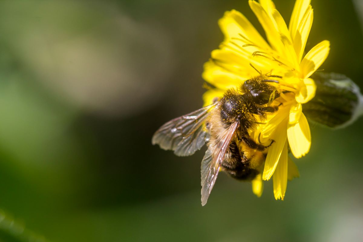 Students discover world of Maltese honey bee at Argotti - Times²