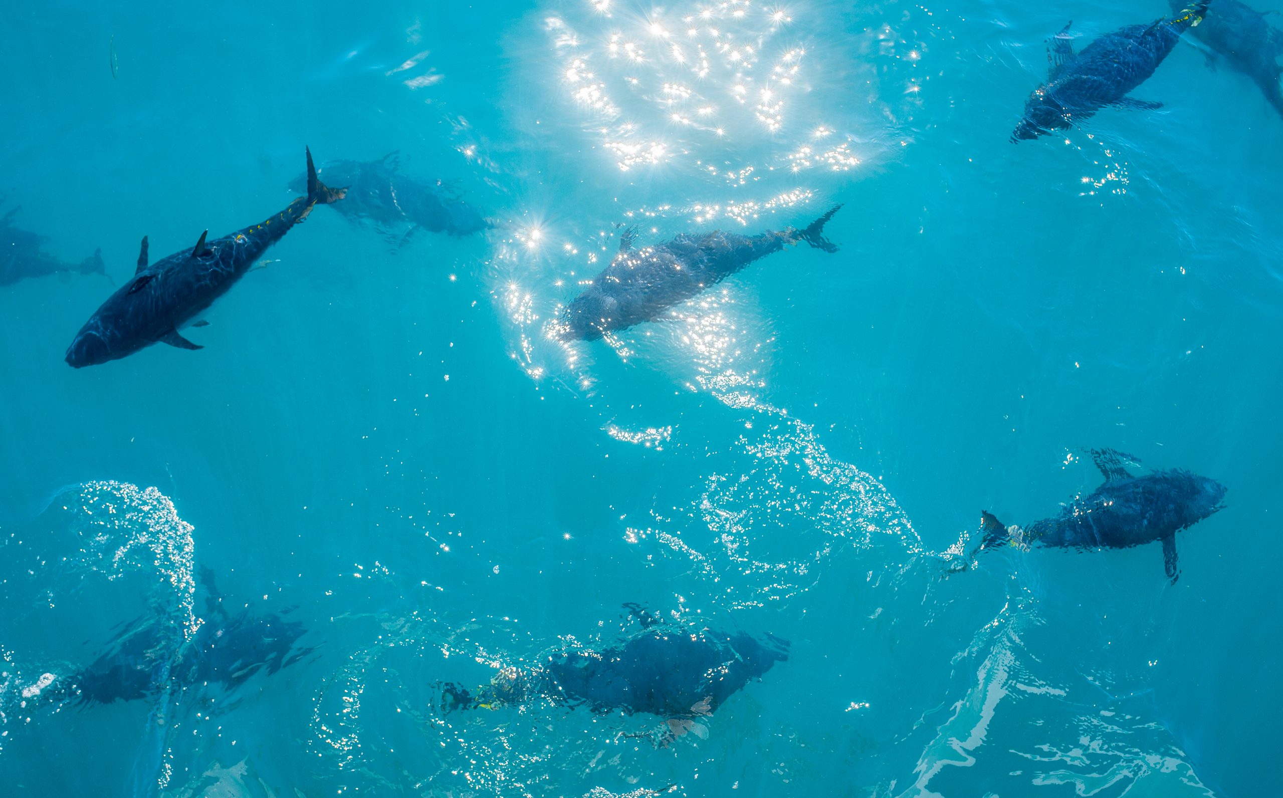 Innovative fish farming Marina research concluded for Malta Bluefin ...