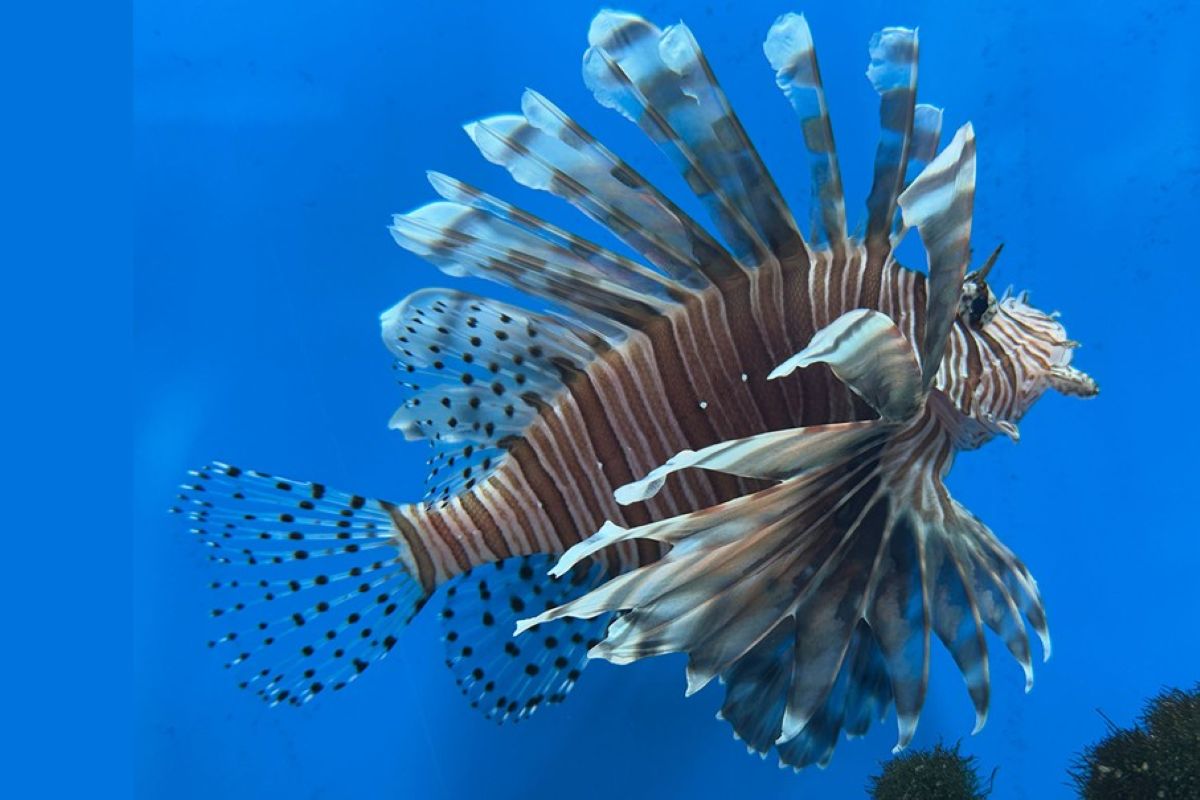 Recording the aliens in Maltese waters - Times²