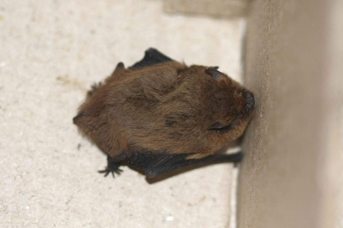 While you sleep: debunking the myths about Malta's bats - Times²